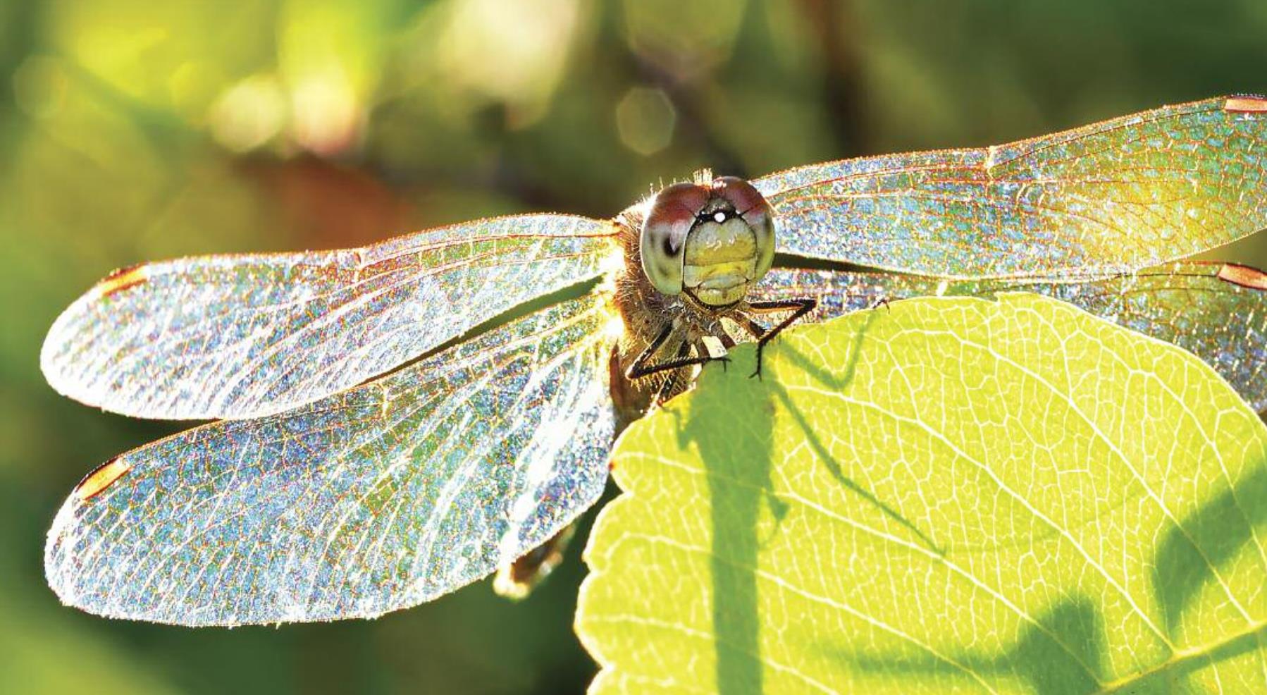how many wings does a dragonfly have - Dragonfly Facts