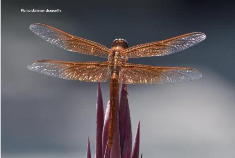 how many wings does a dragonfly have - Dragonfly Facts
