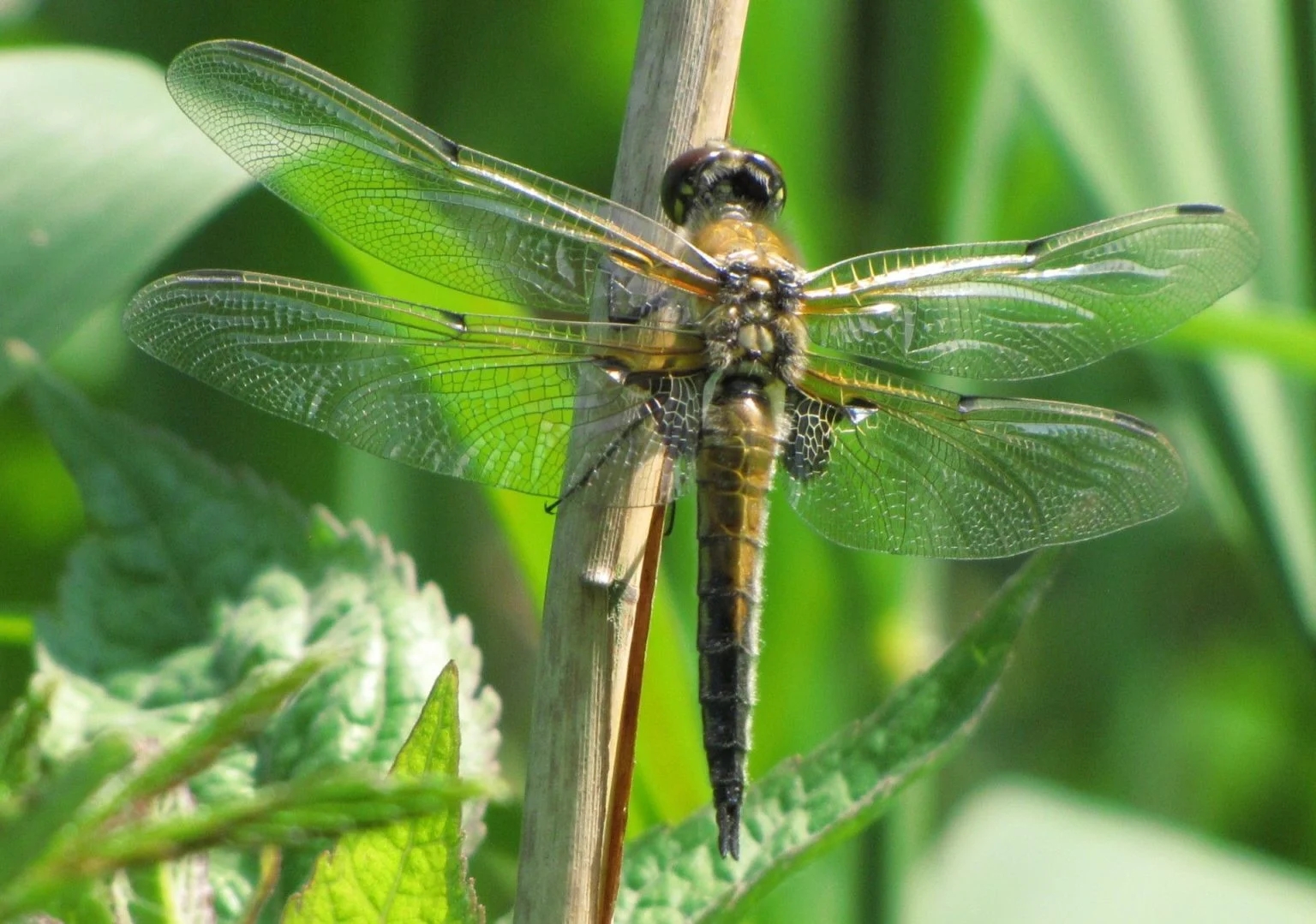 how many wings does a dragonfly have - Dragonfly Facts