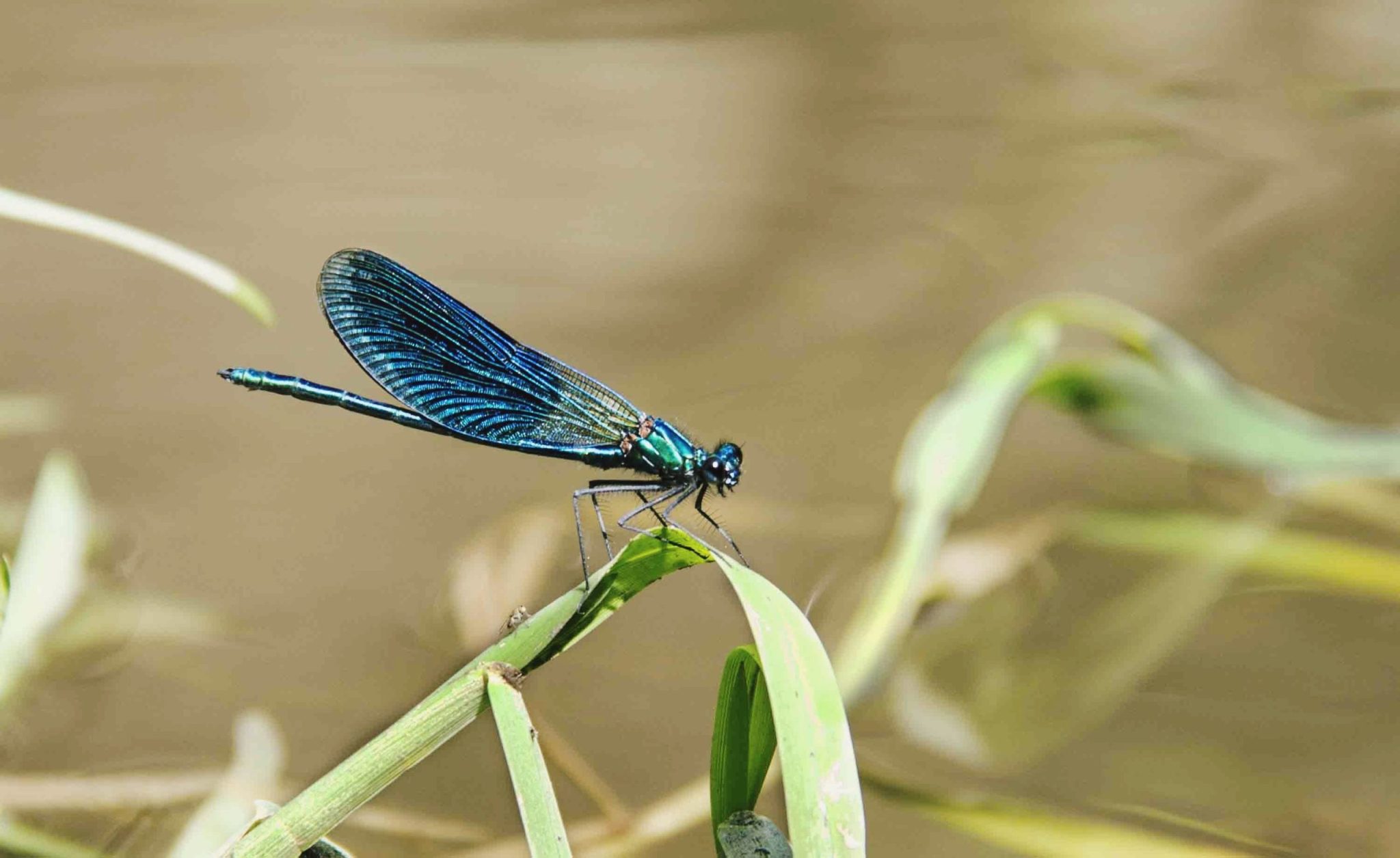 how many wings does a dragonfly have - Dragonfly Facts