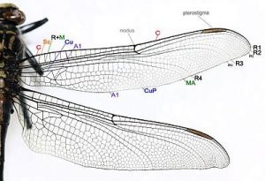 how many wings does a dragonfly have - Dragonfly Facts