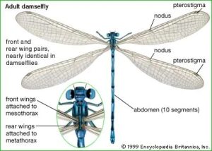 how many wings does a dragonfly have - Dragonfly Facts