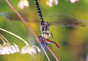 What do Dragonflies eat? - Dragonfly Facts