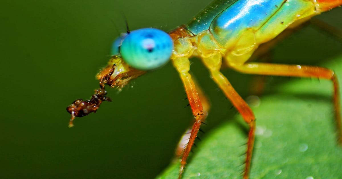 what do dragonflies eat and drink - Dragonfly Facts