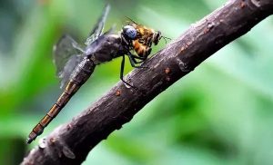 what do dragonflies eat and drink - Dragonfly Facts