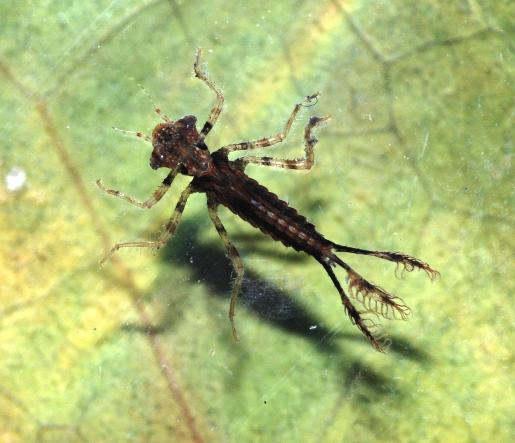 what do dragonfly babies look like - Dragonfly Facts