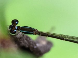 What is difference between dragonflies and damselflies? - Dragonfly Facts