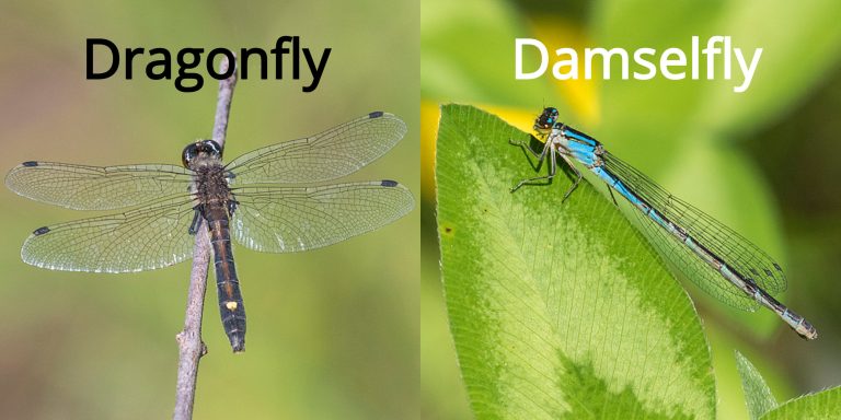 What is the difference between Dragonflies and Damselflies? - Dragonfly ...