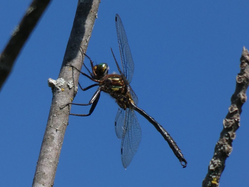 Do dragonflies carry diseases? - Dragonfly Facts