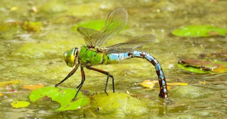 Where Do Dragonflies Go in the Winter? - Dragonfly Facts