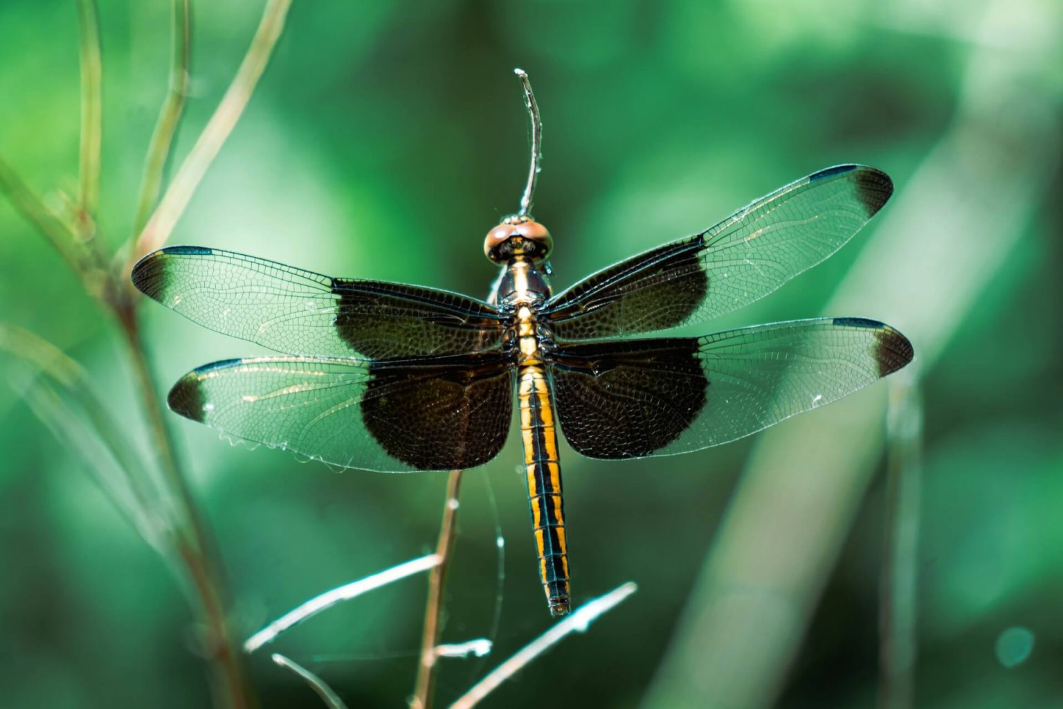 Why are they called Dragonflies? - Dragonfly Facts