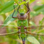 The Common Green Darner: Habitat, Diet, and Life Cycle Explained ...