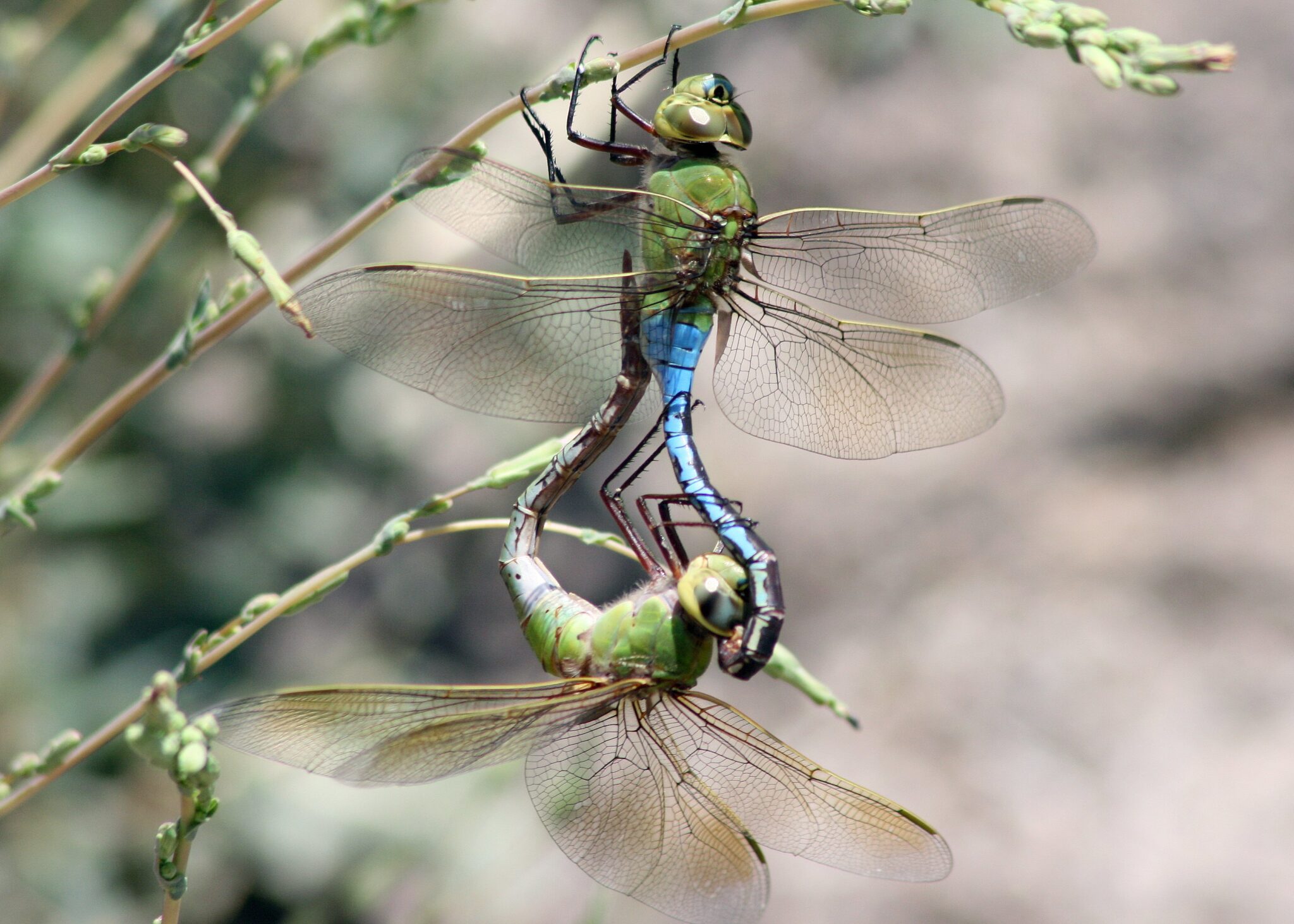 The Common Green Darner: Habitat, Diet, and Life Cycle Explained ...