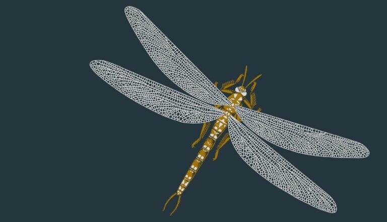 The Griffinflies: Earth's Earliest Flying Insects Revealed - Dragonfly ...