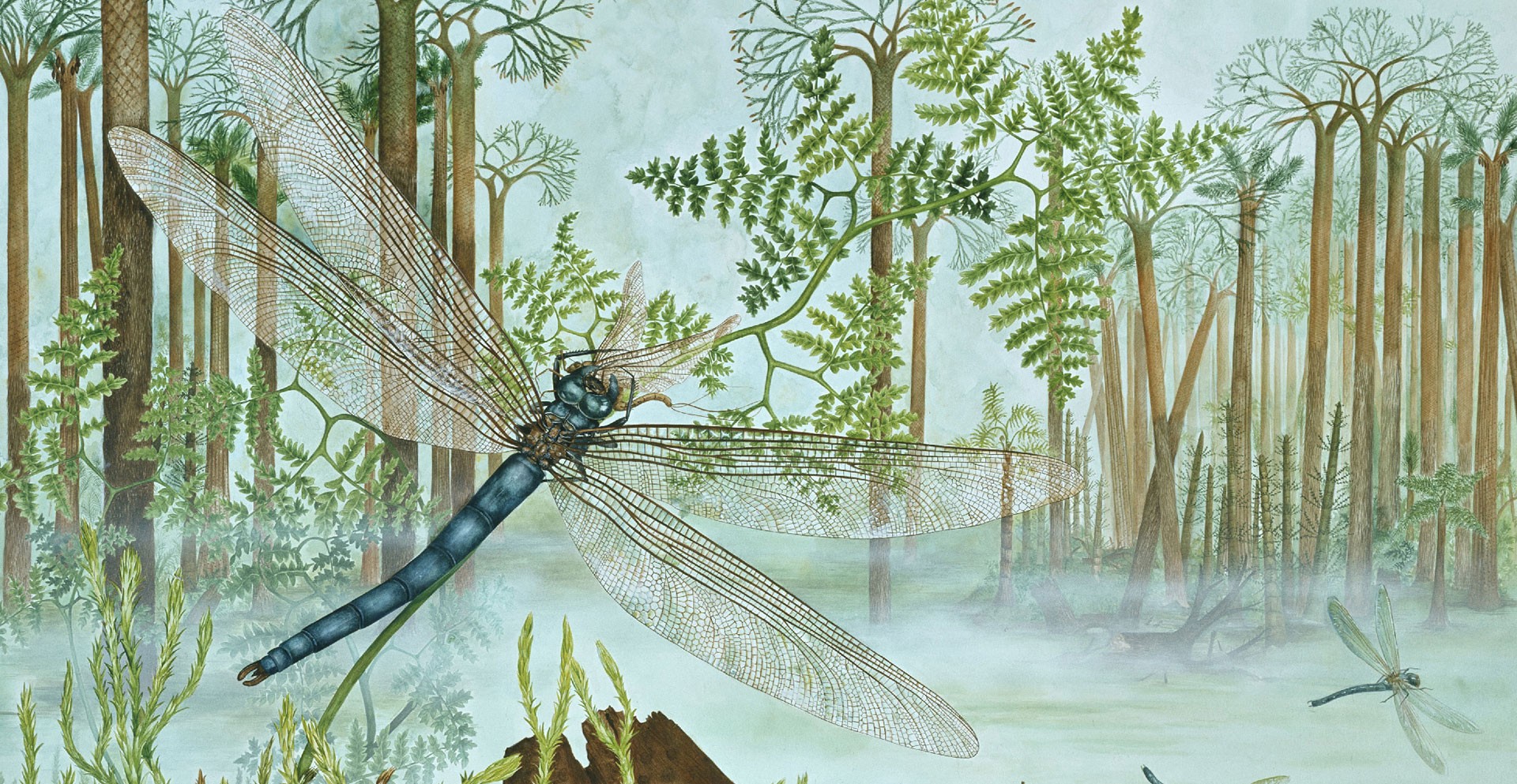 The Griffinflies: Earth's Earliest Flying Insects Revealed - Dragonfly Facts