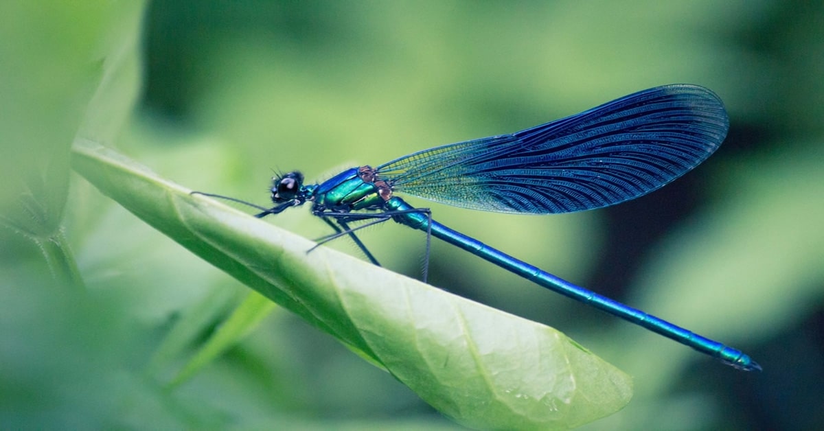 Blue Dragonfly Facts: Habitat, Diet, and Life Cycle Uncovered ...