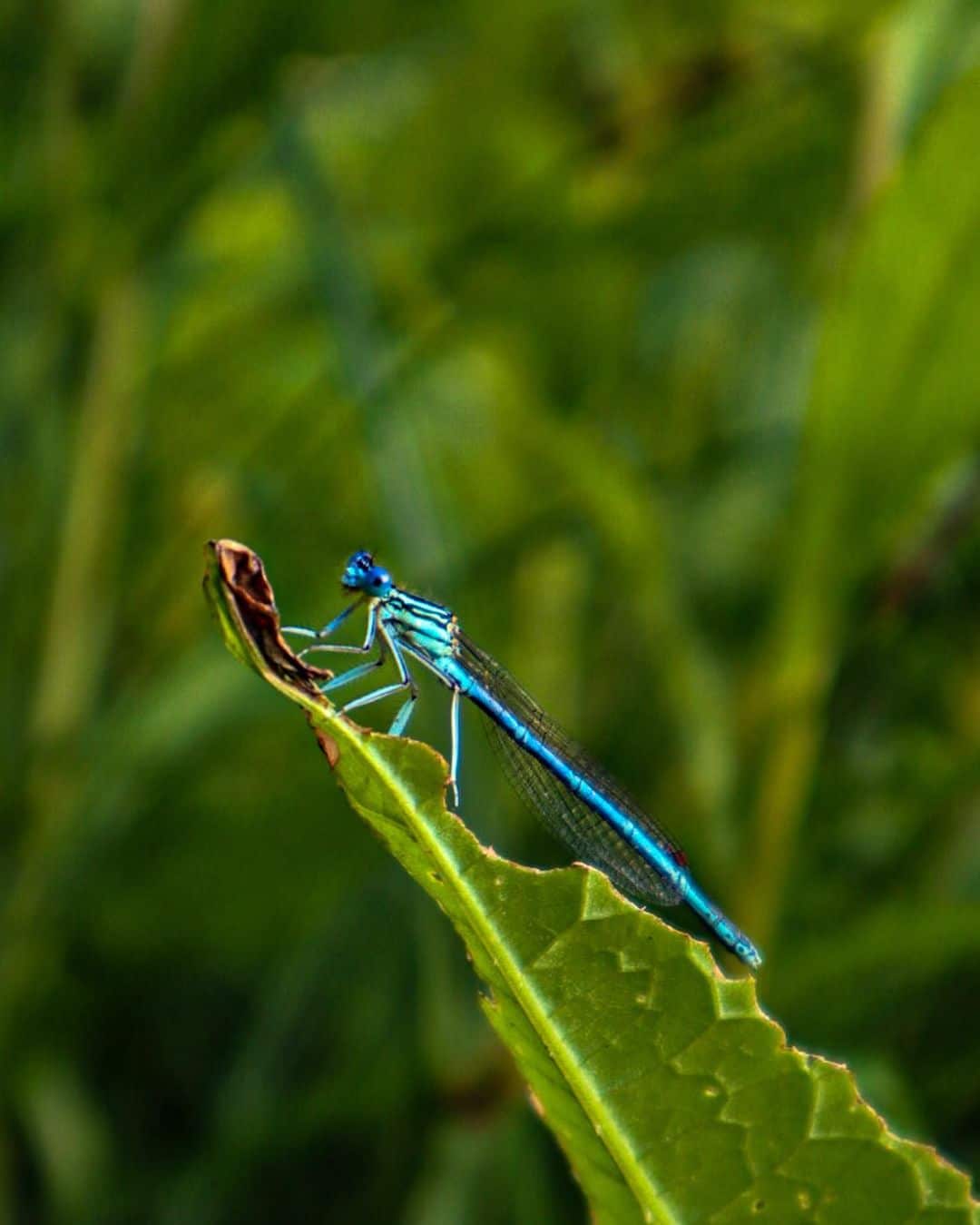 Blue Dragonfly Facts: Habitat, Diet, and Life Cycle Uncovered ...