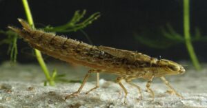 Exploring Dragonfly Larvae : Habitat, Diet, and Life Cycle Facts ...