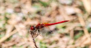 Fascinating Facts About Red Dragonflies: Their Habitat, Diet, and Life ...