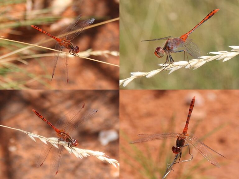 Fascinating Facts About Red Dragonflies: Their Habitat, Diet, and Life ...