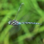 Green Darner Dragonfly: Unveiling Its Habitat, Diet, and Life Cycle ...