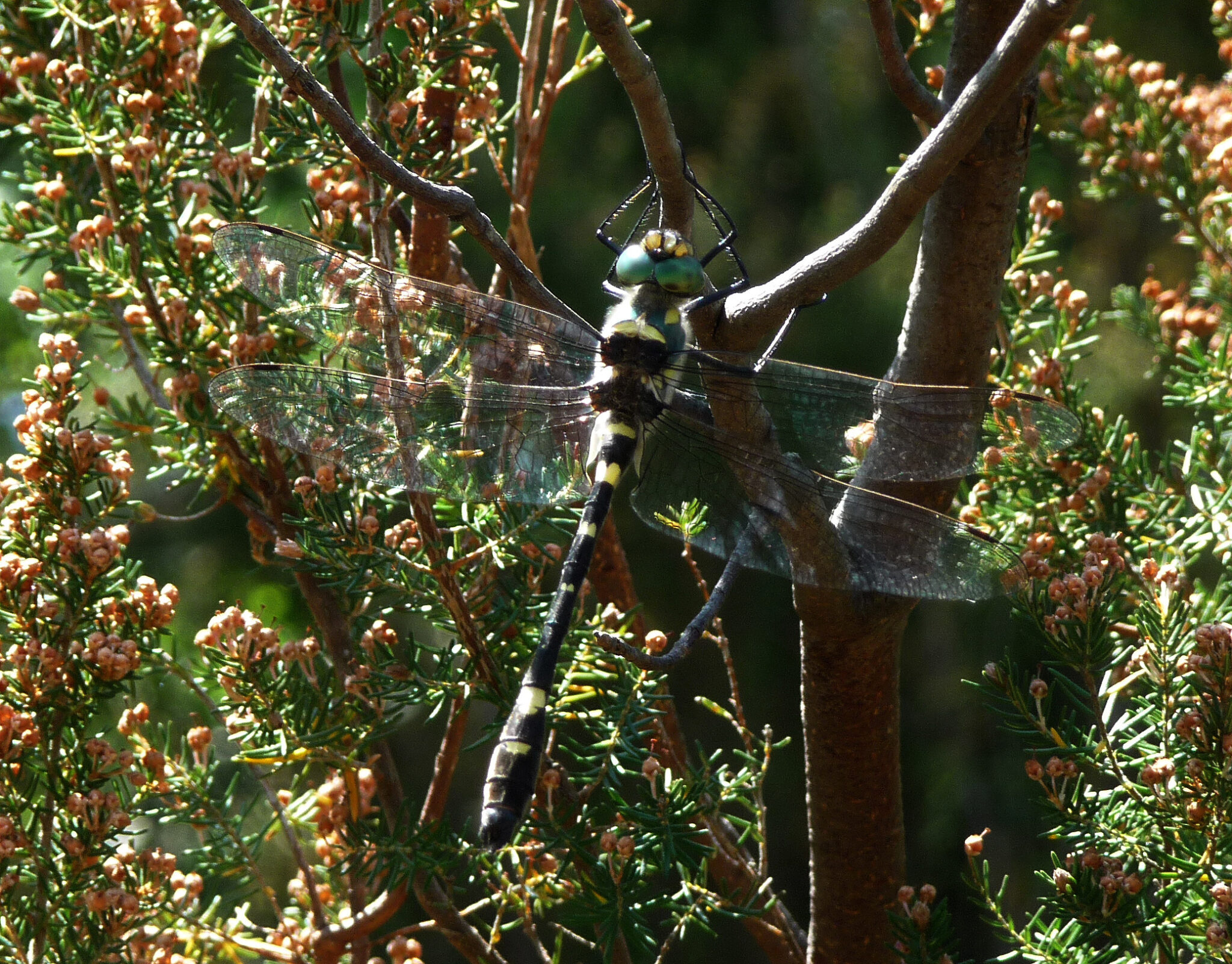Macromia splendens: Secrets of Europe's Rare River Dragonfl - Dragonfly ...