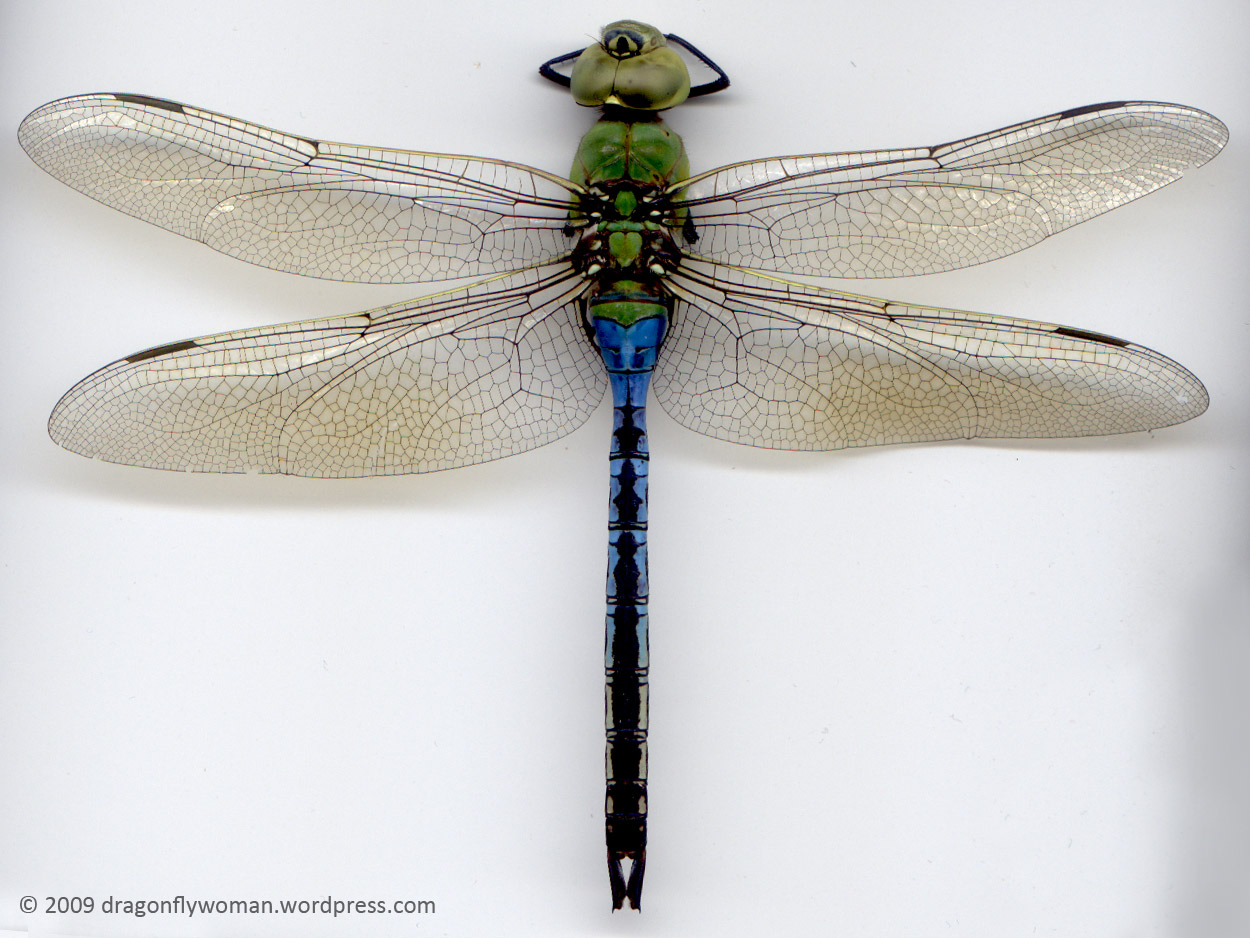 Dragonfly Species Guide: Types of Dragonflies Around the World